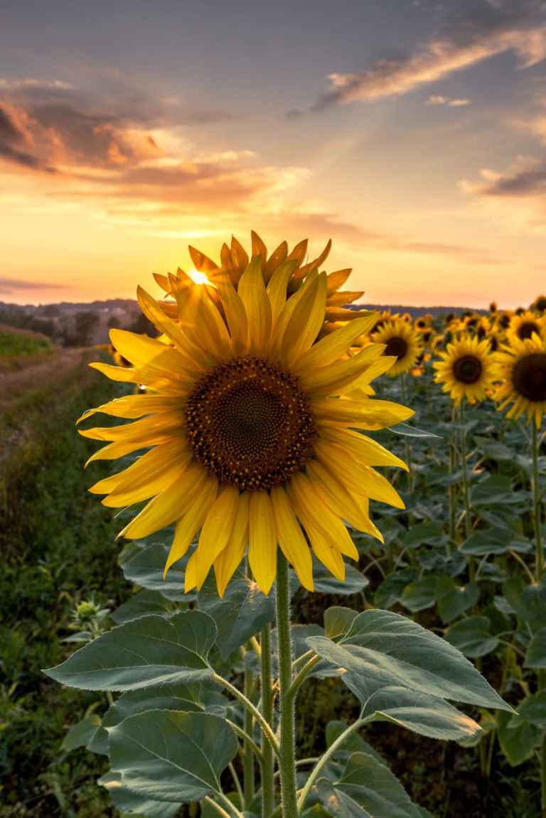 Lumbar Fusion Surgery – Extraordinary Sunshine Weaver